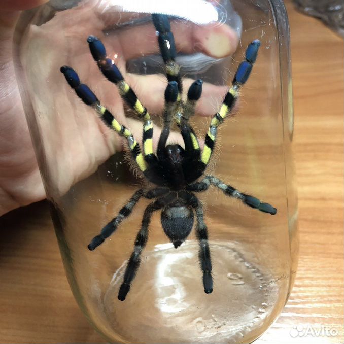 Паук птицеед