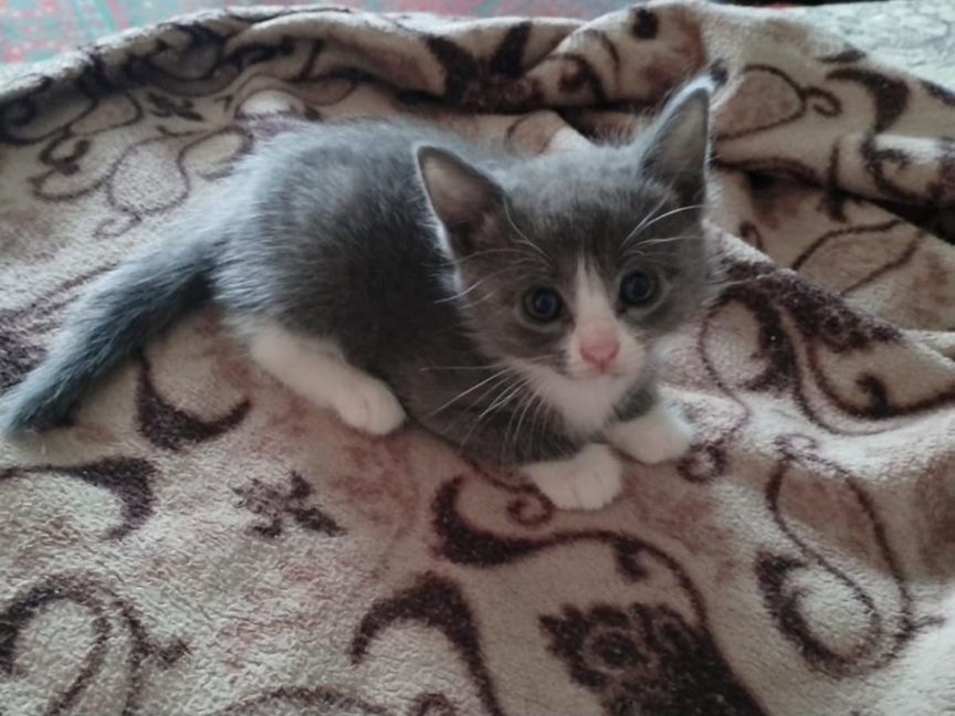 Котёнок в добрые руки/девочка