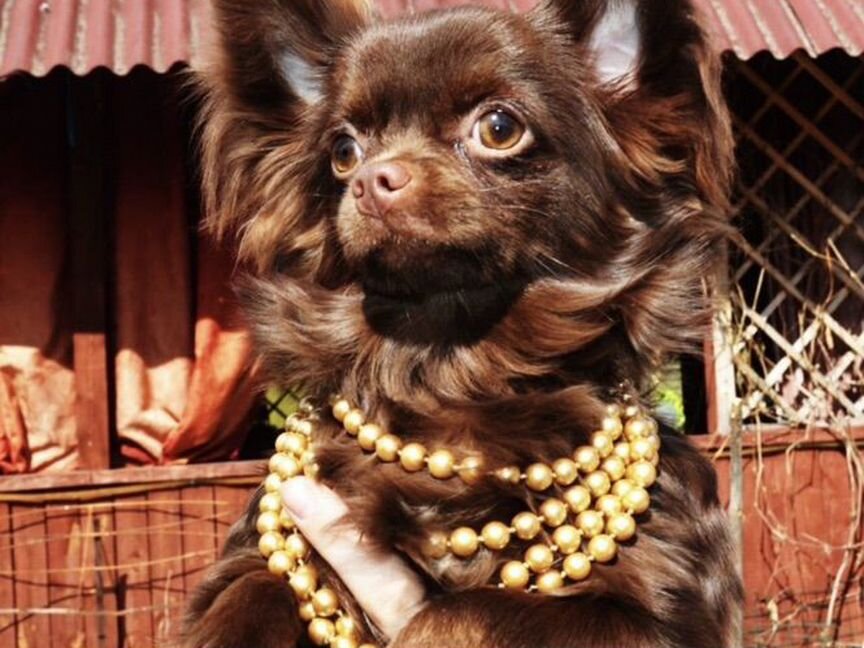 Чихуахуа в добрые руки