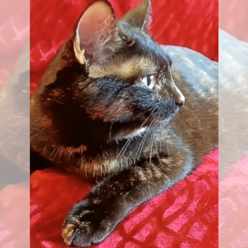 Взрослая, кошка в добрые руки