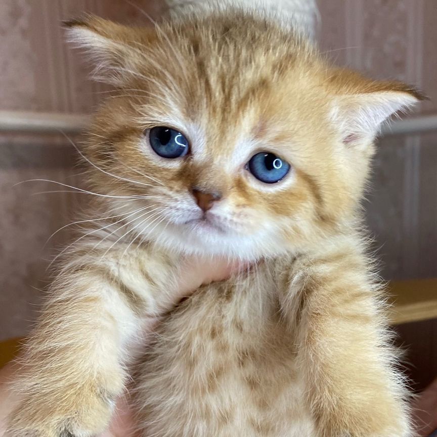 Шотландский котенок. Девочка
