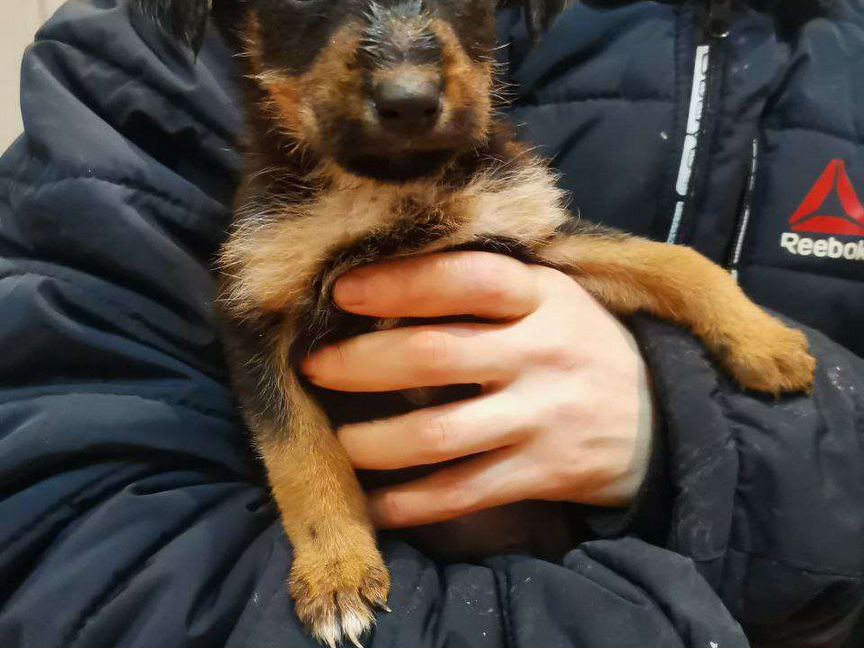 Щенки метисы в добрые руки