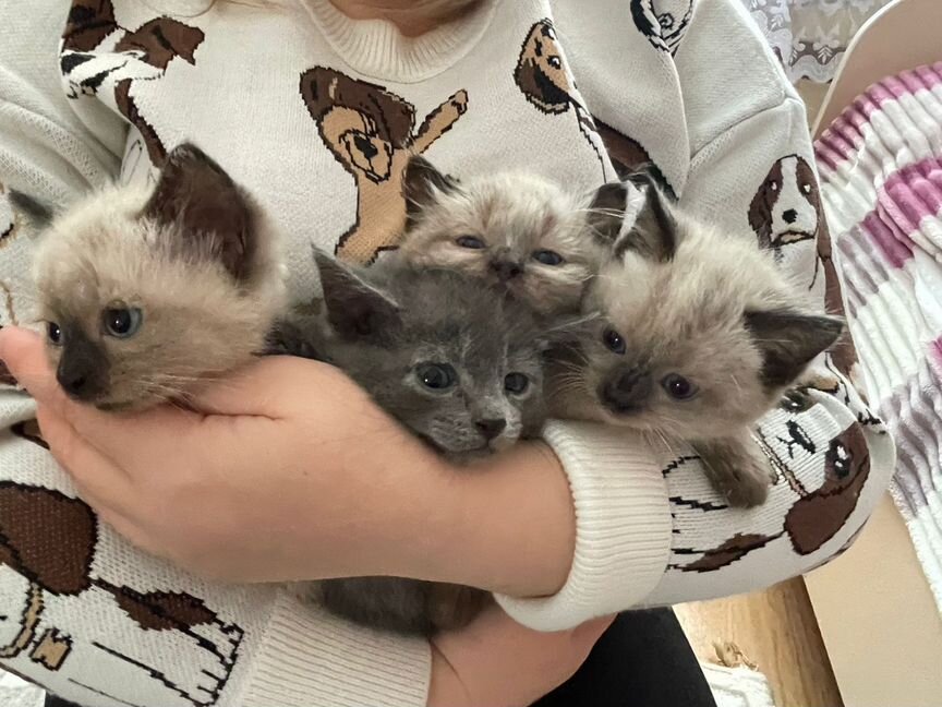 Котята в добрые руки полупородистые