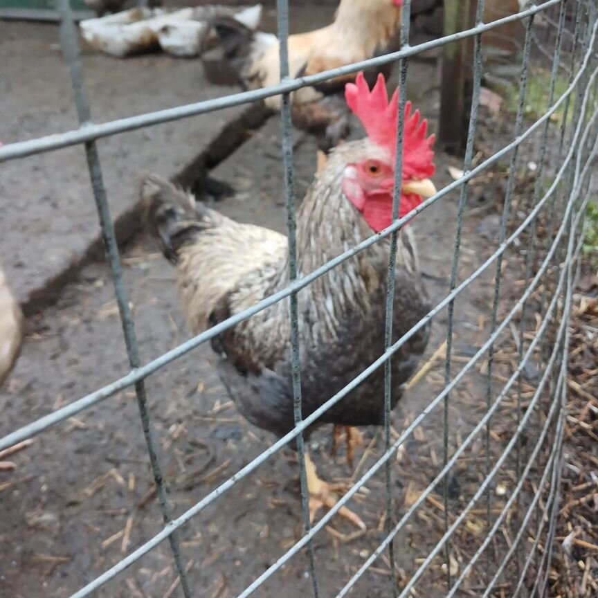 Домашние молодые петухи