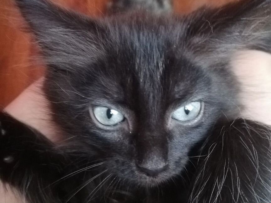 Котята в добрые руки бесплатно мальчик