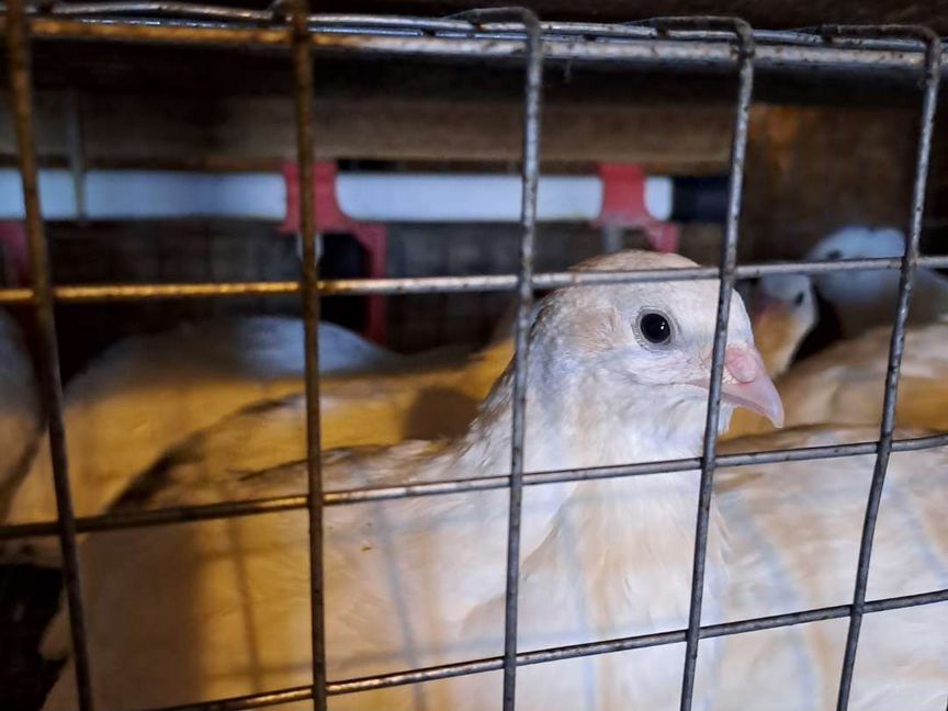 Перепелки несушки и суточные техасский бройлер