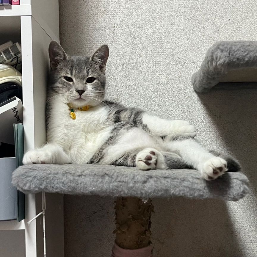 Кот