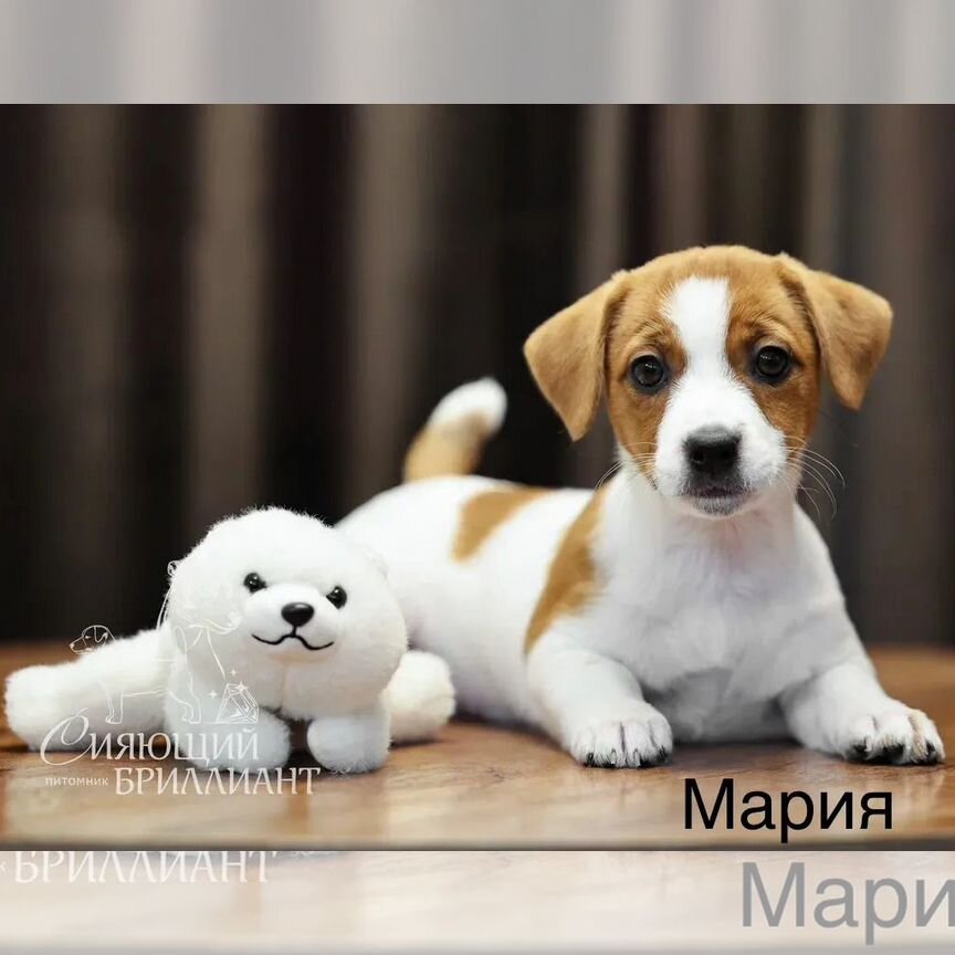 Джек-рассел-терьер, щенок