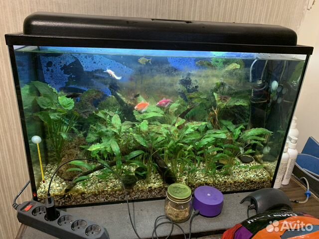 Аквариум с рыбками