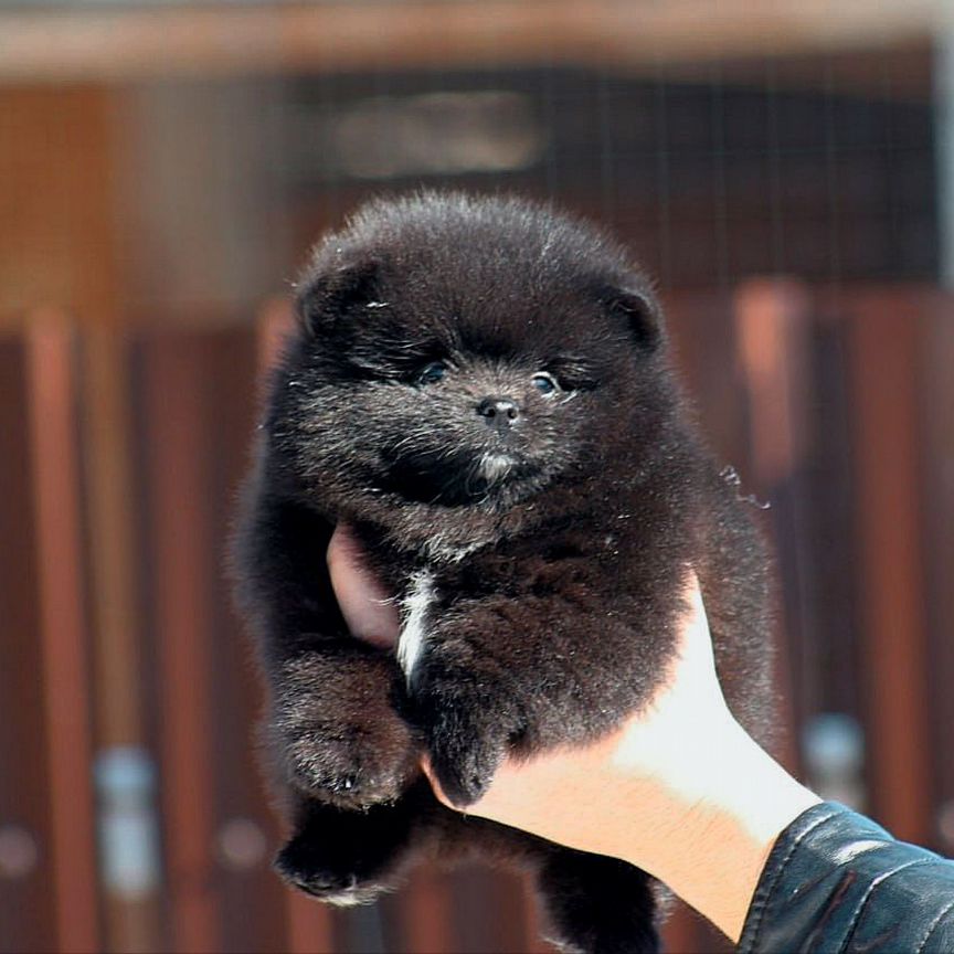 Шпиц черный мини