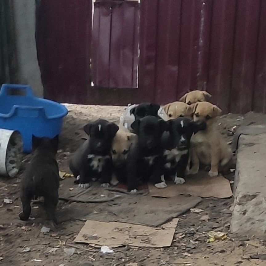 Щенок в добрые руки