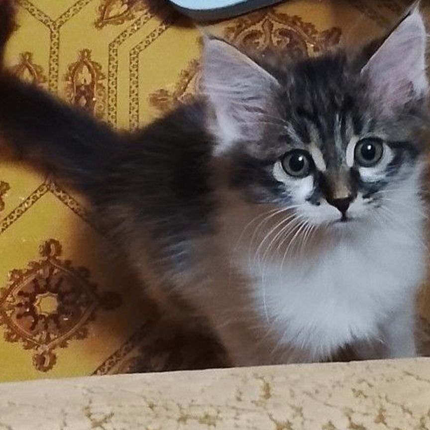 Мейн-кун котёнок