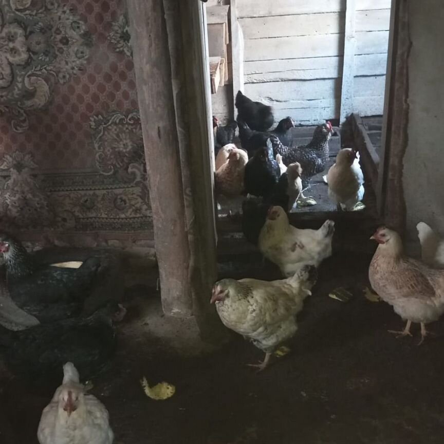 Куры несушки