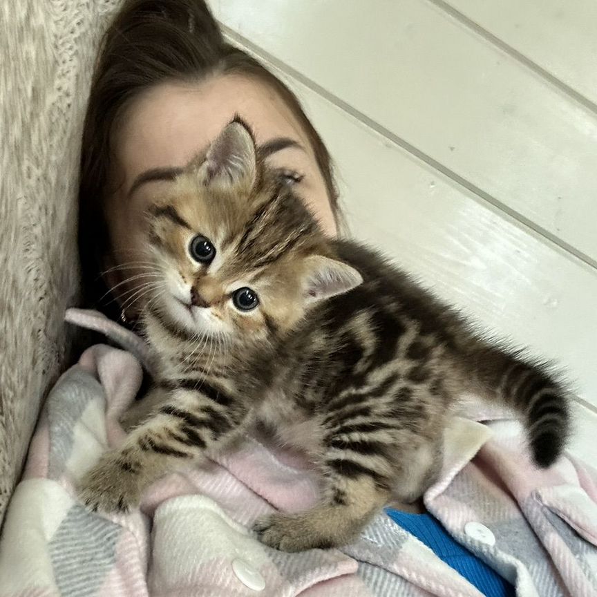 Шотландские котята