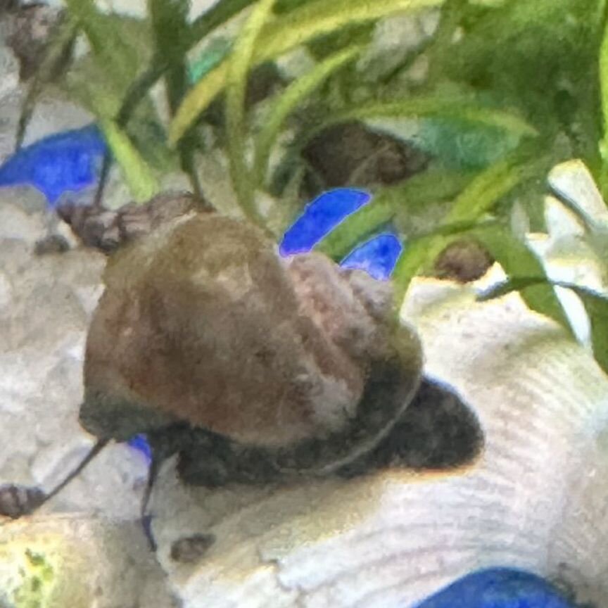 Улитки ампулярии черничные