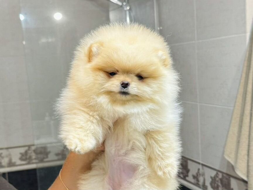 Померанский шпиц девочка