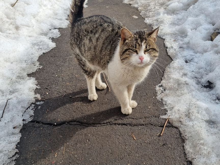 Щекастый котик в добрые руки