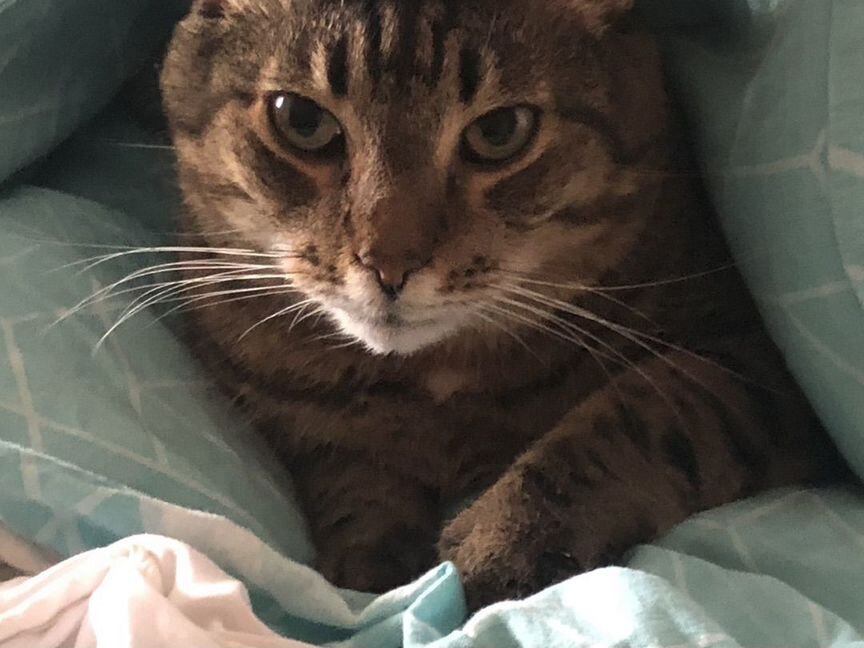 Кот