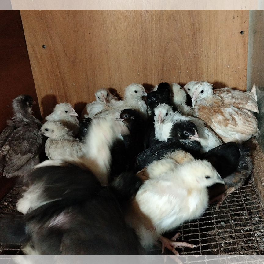 Цыплята несушки подрощенные