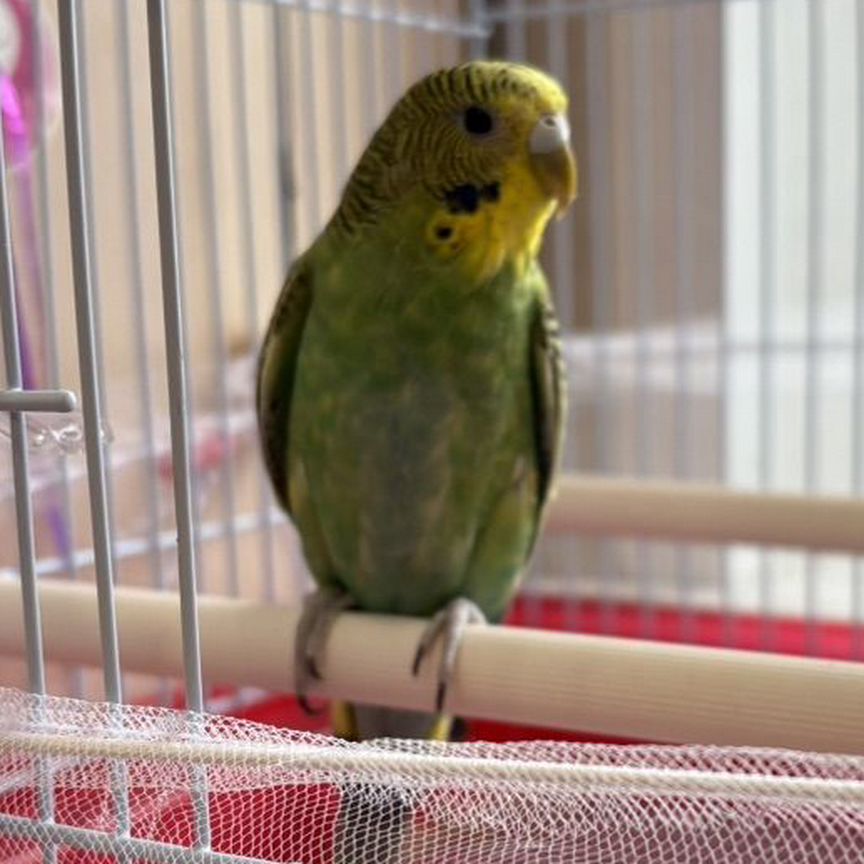 Попугай волнистый девочка