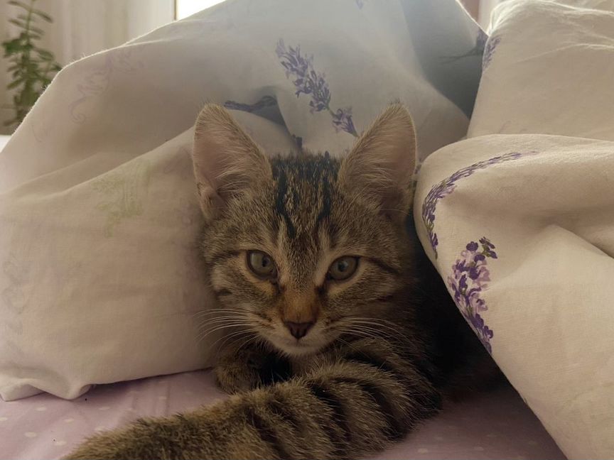 Котик в добрые руки