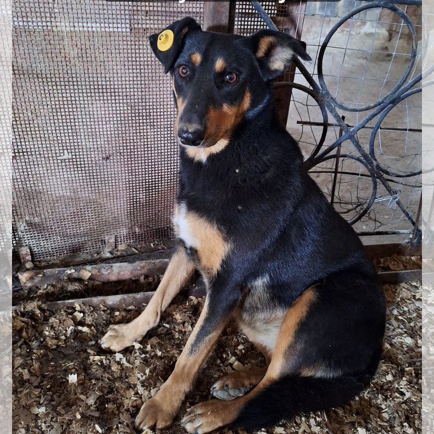 Взрослая собака в добрые руки