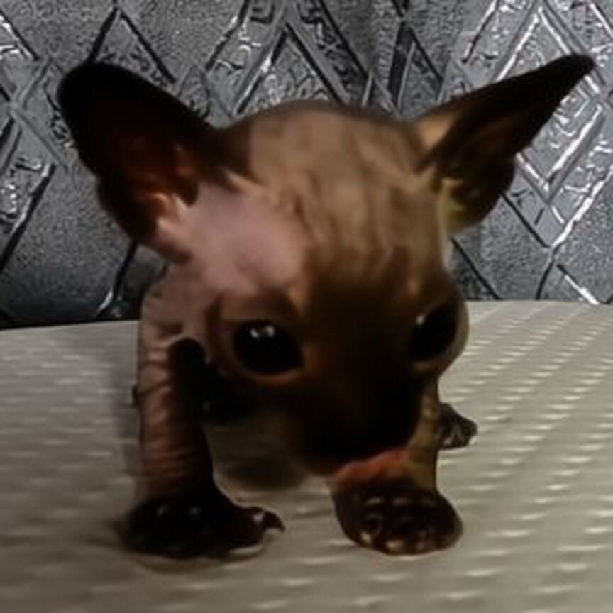 Канадский сфинкс котёнок