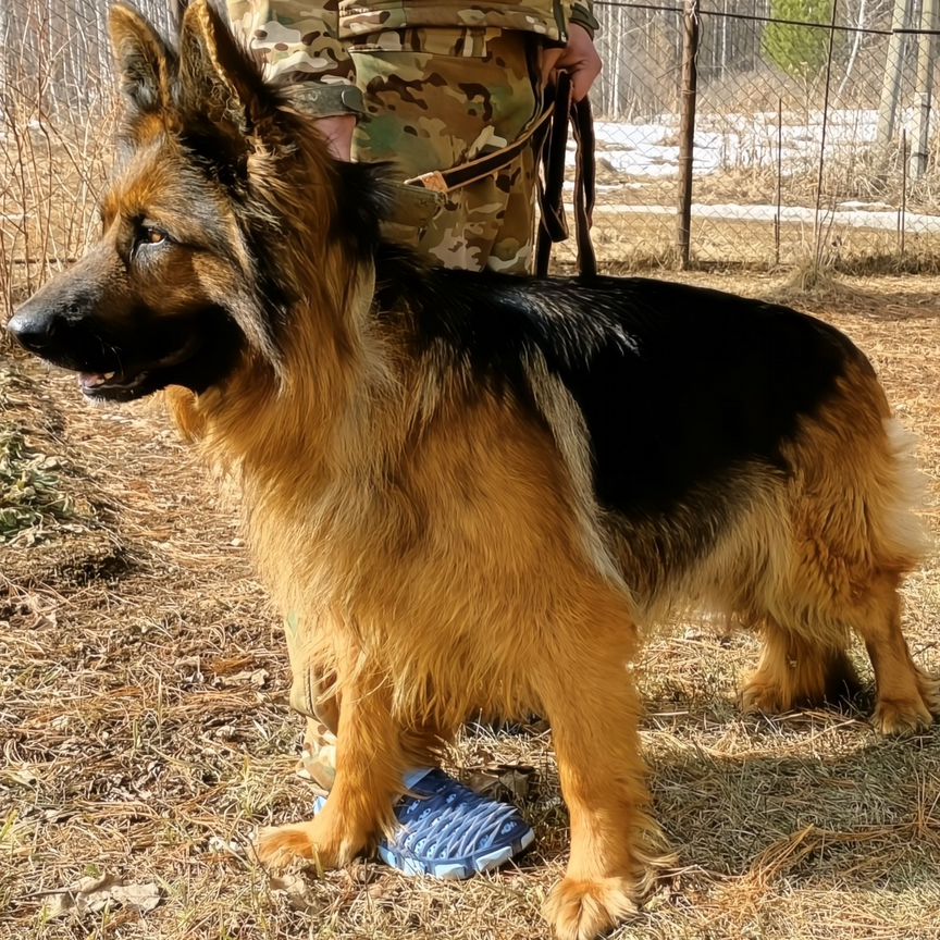 Немецкая овчарка, щенок