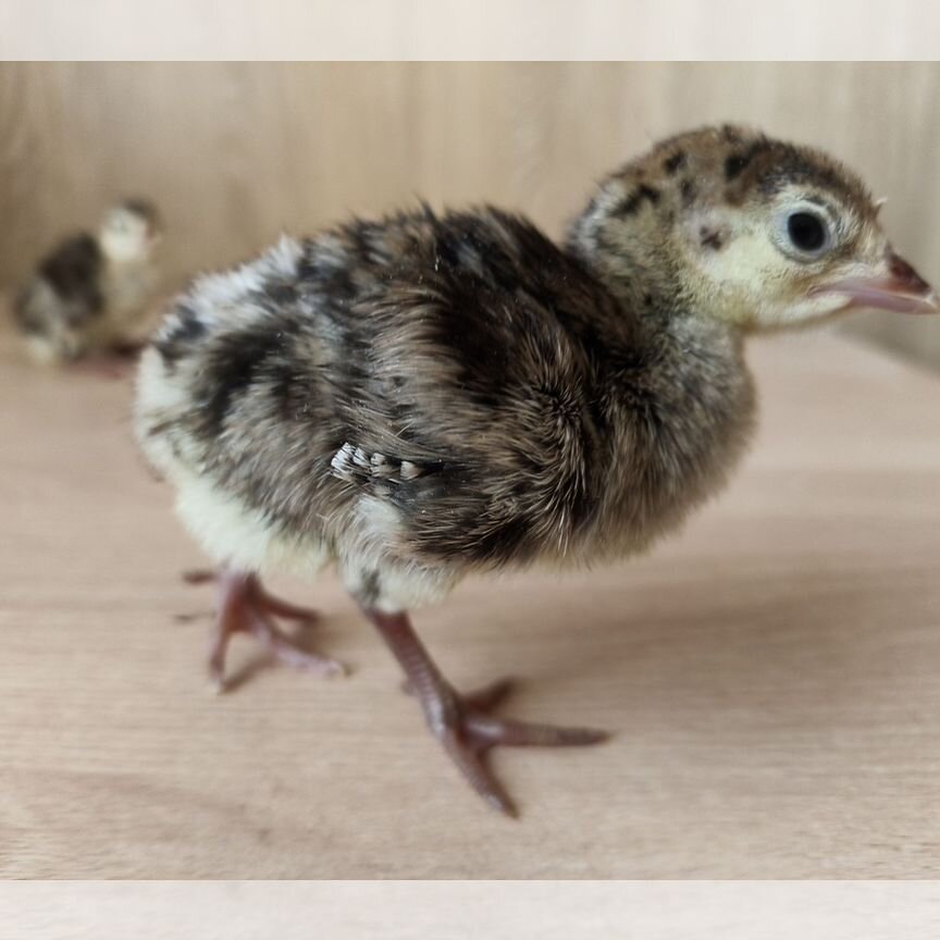 Продам индюшат