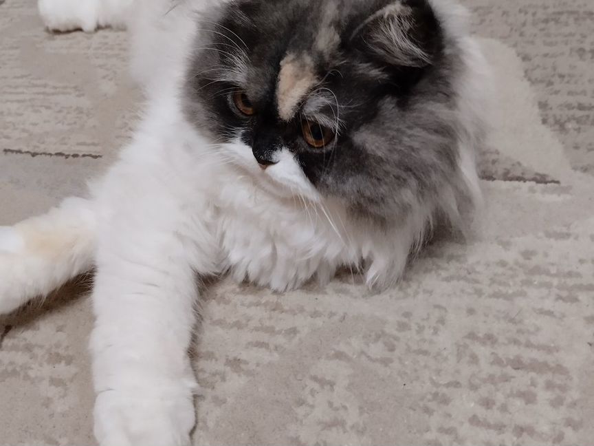 Персидская экзотическая кошка
