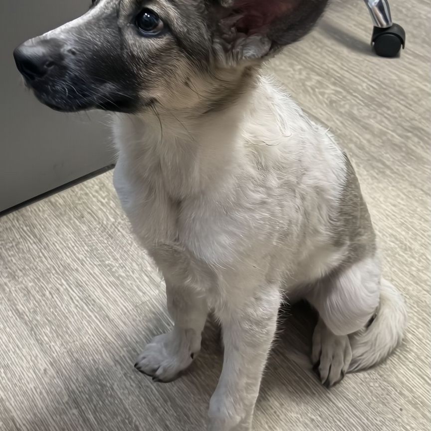 Щенок в добрые руки