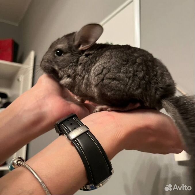 Шиншилла мальчик