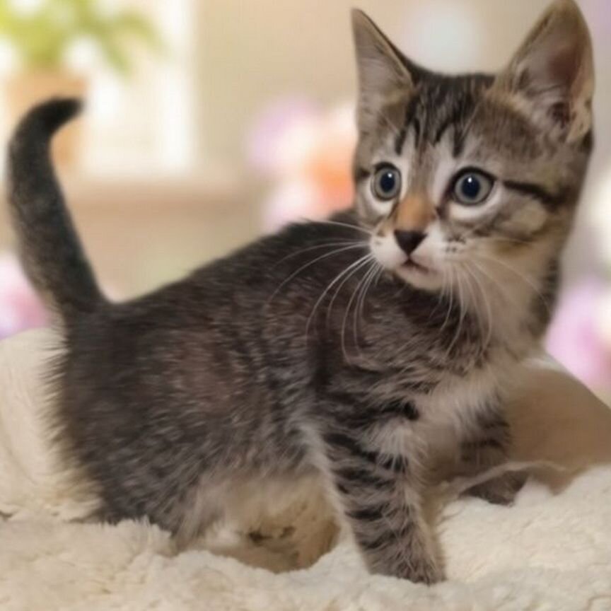 Котёнок в добрые руки