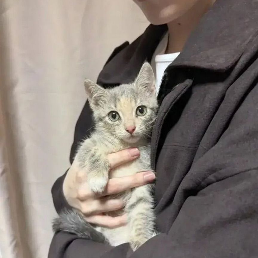Котёнок в добрые руки