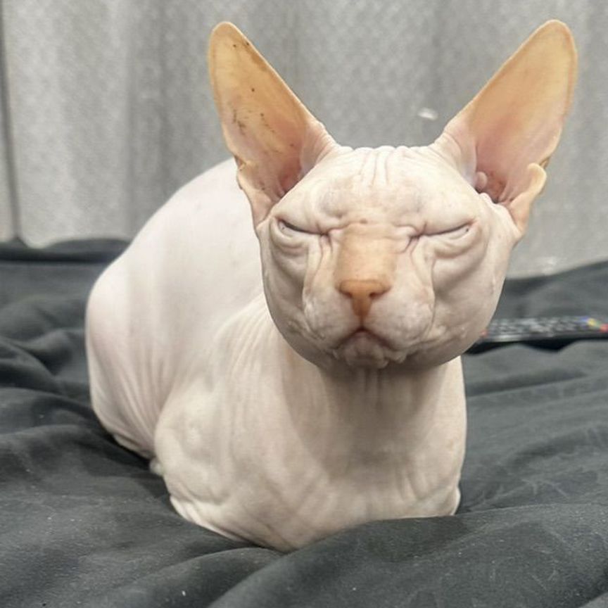 Донской сфинкс, кот вязка