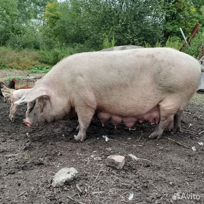 Продам поросят