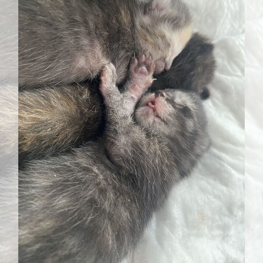 Мейн-кун котёнок