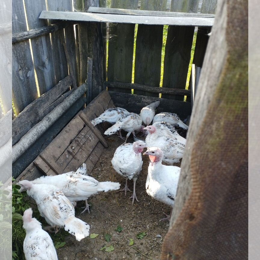 Индюки на племя