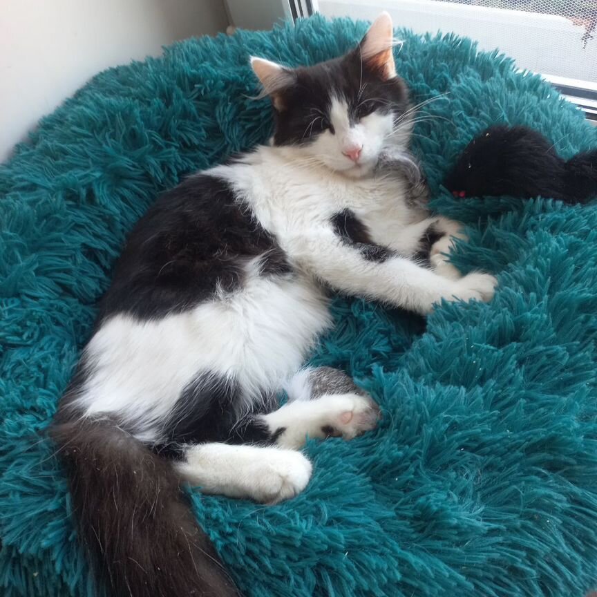 Котики бесплатно в добрые руки