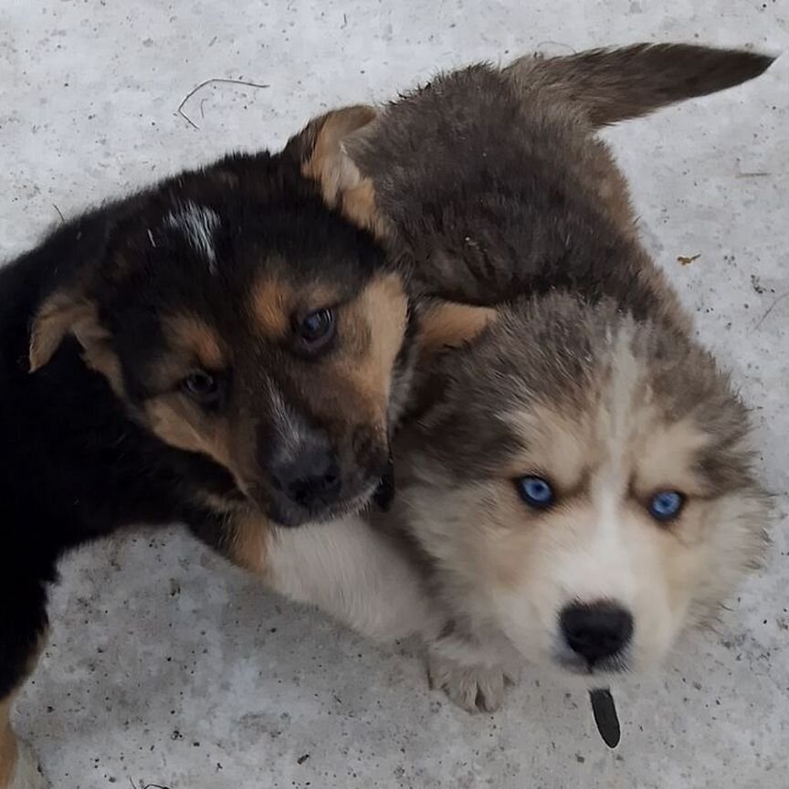 Щенок в добрые руки