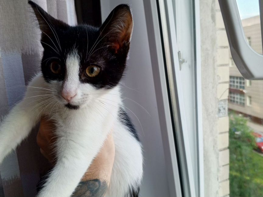 Котёнок 3 месяца