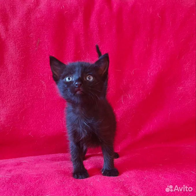 Малышка кнопочка ищет семью