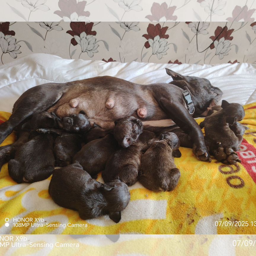 Французский бульдог, щенок