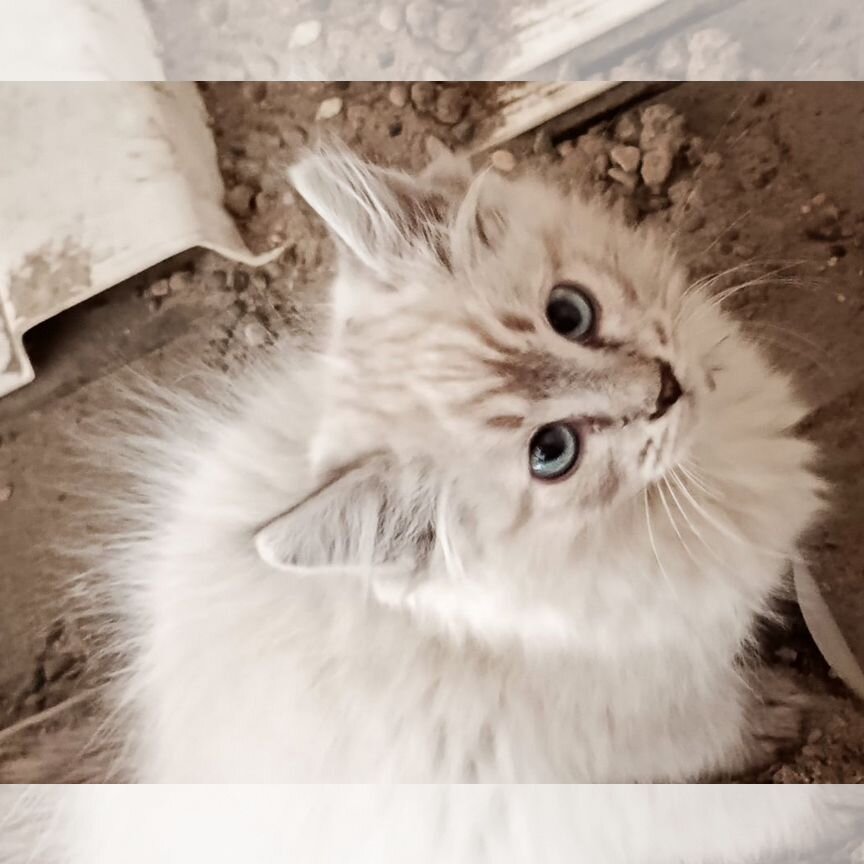 Сиамский котёнок