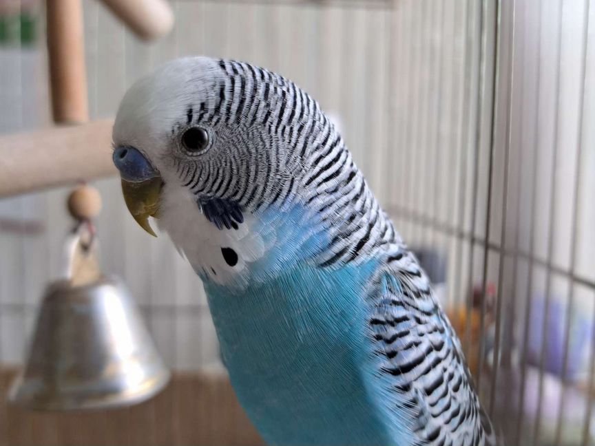 Волнистый попугай самец