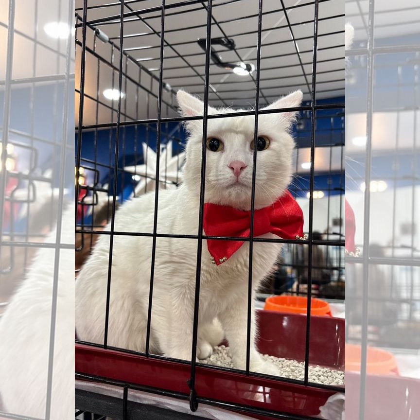 Взрослый кот в добрые руки