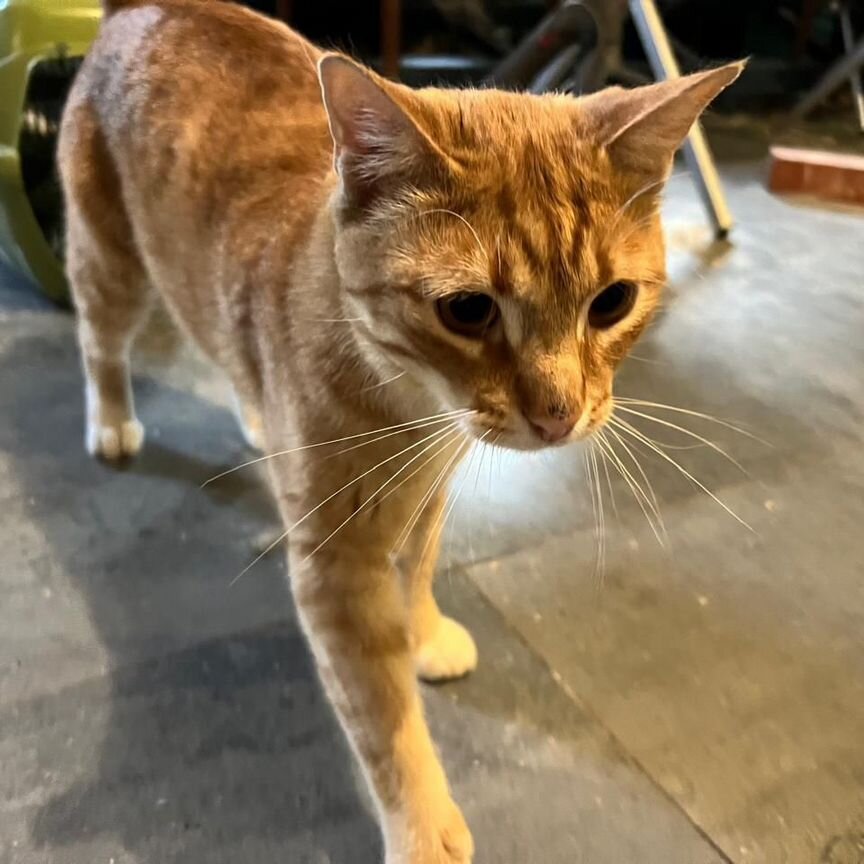 Пузырь в поисках дома