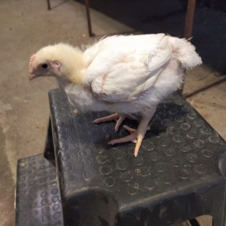 Бройлер подрощенный