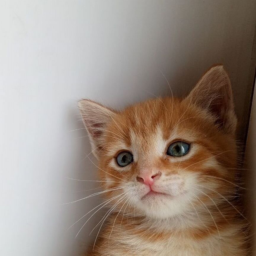 Котик в добрые руки