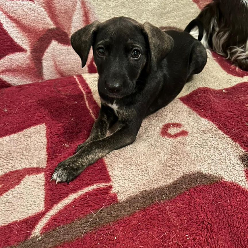 Щенок в добрые руки